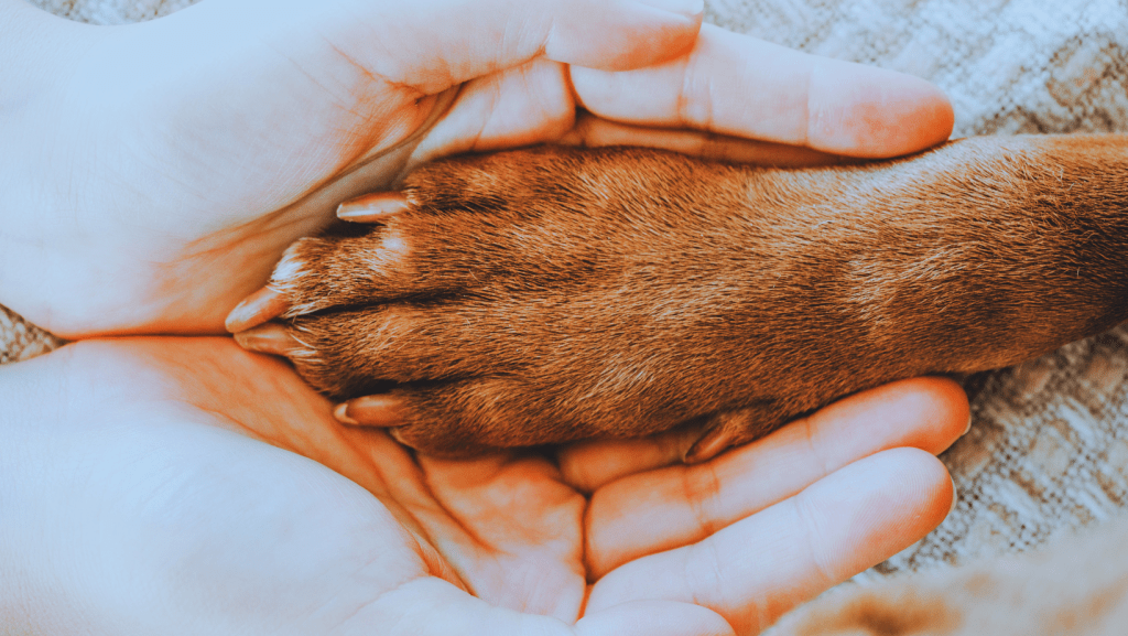 FAQ: What You Need to Know Before You Book an Animal Healing Session