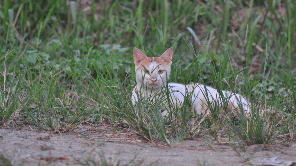 Lost Cat Toolkit: Resources to Help Find Your Missing Cat